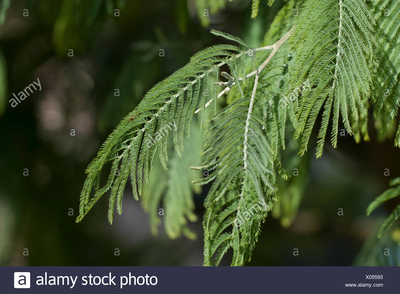 Silver Wattle Acacia High Resolution Stock Photography and Images - Alamy