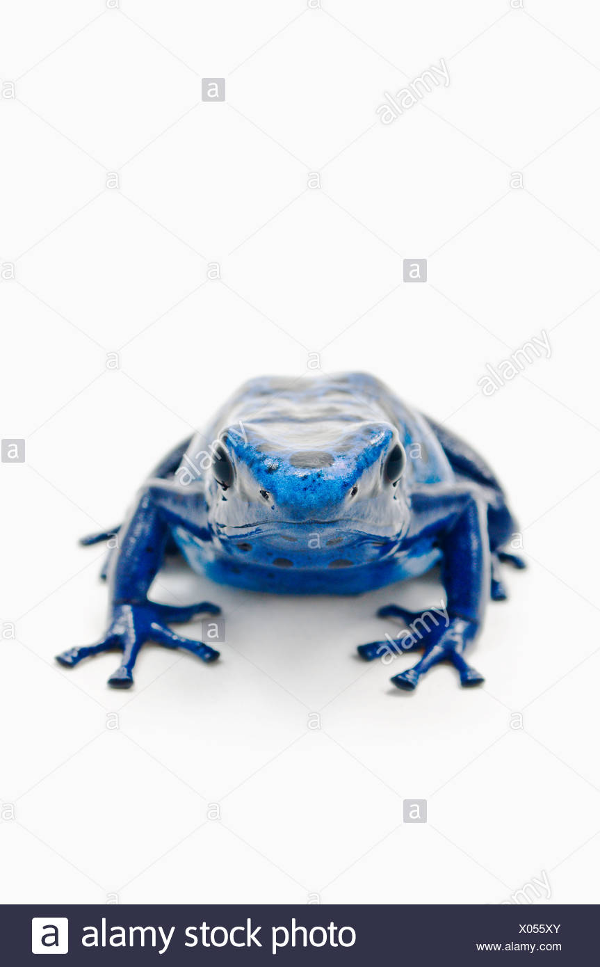 Blue Dart Frog High Resolution Stock Photography and Images - Alamy