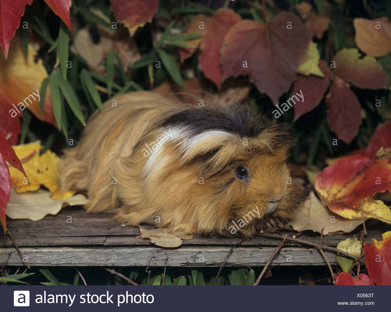 Angora Guinea Pig Stock Photos & Angora Guinea Pig Stock Images - Alamy