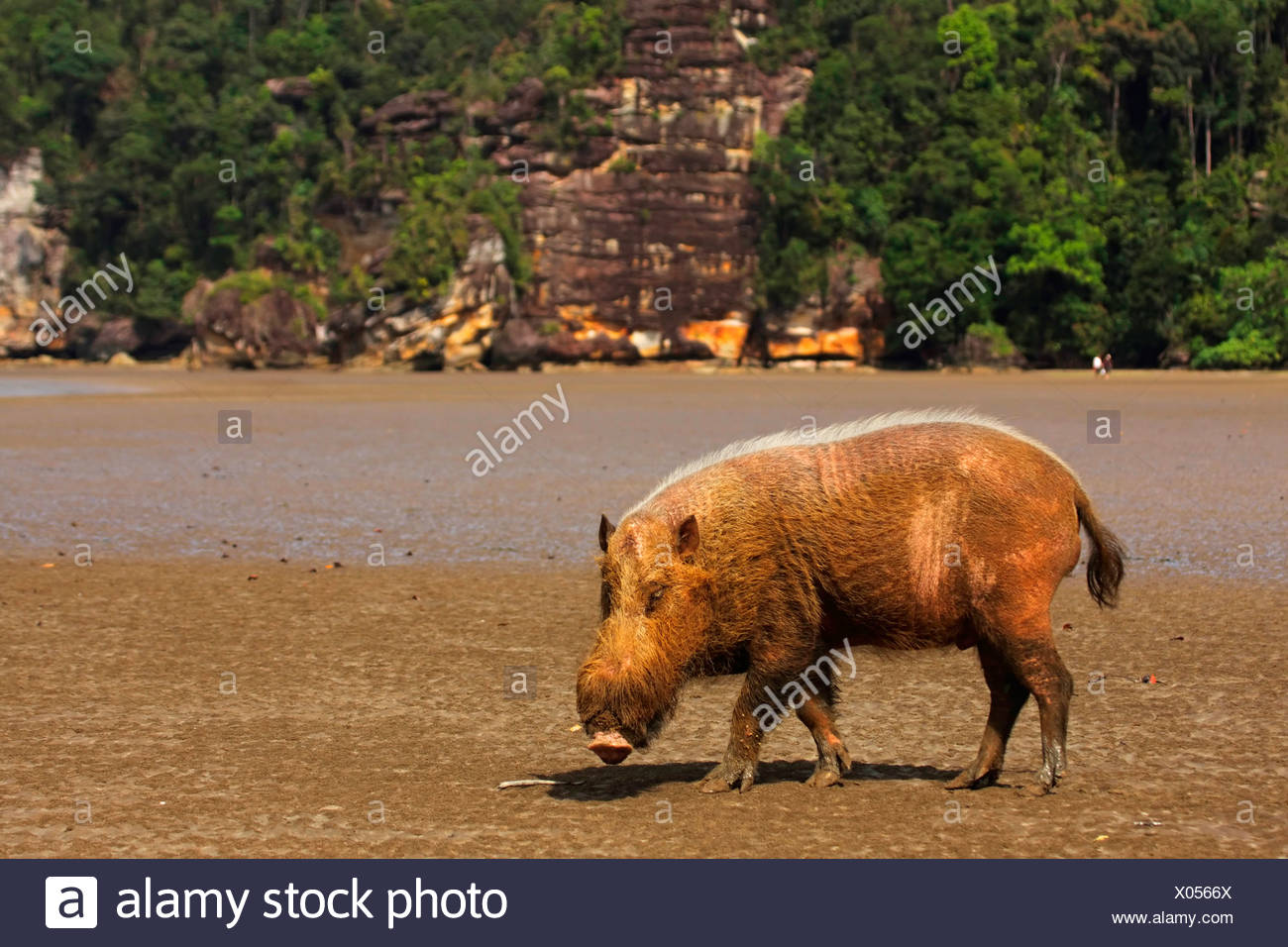 Pig And Rain High Resolution Stock Photography and Images - Alamy