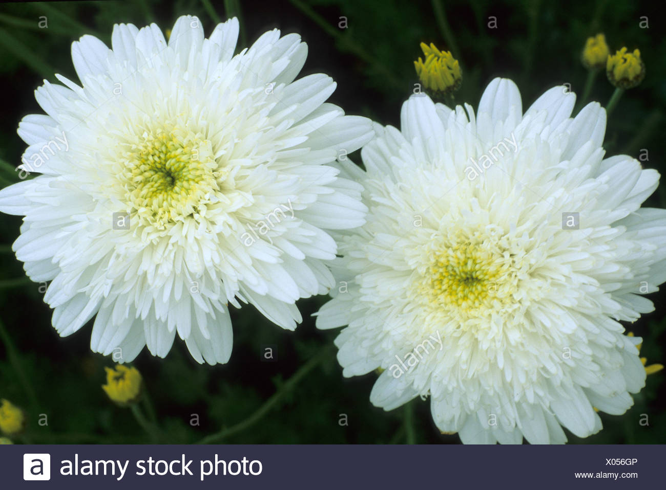 Leucanthemum X Superbum Esther Reed Yellow Centred High Resolution ...