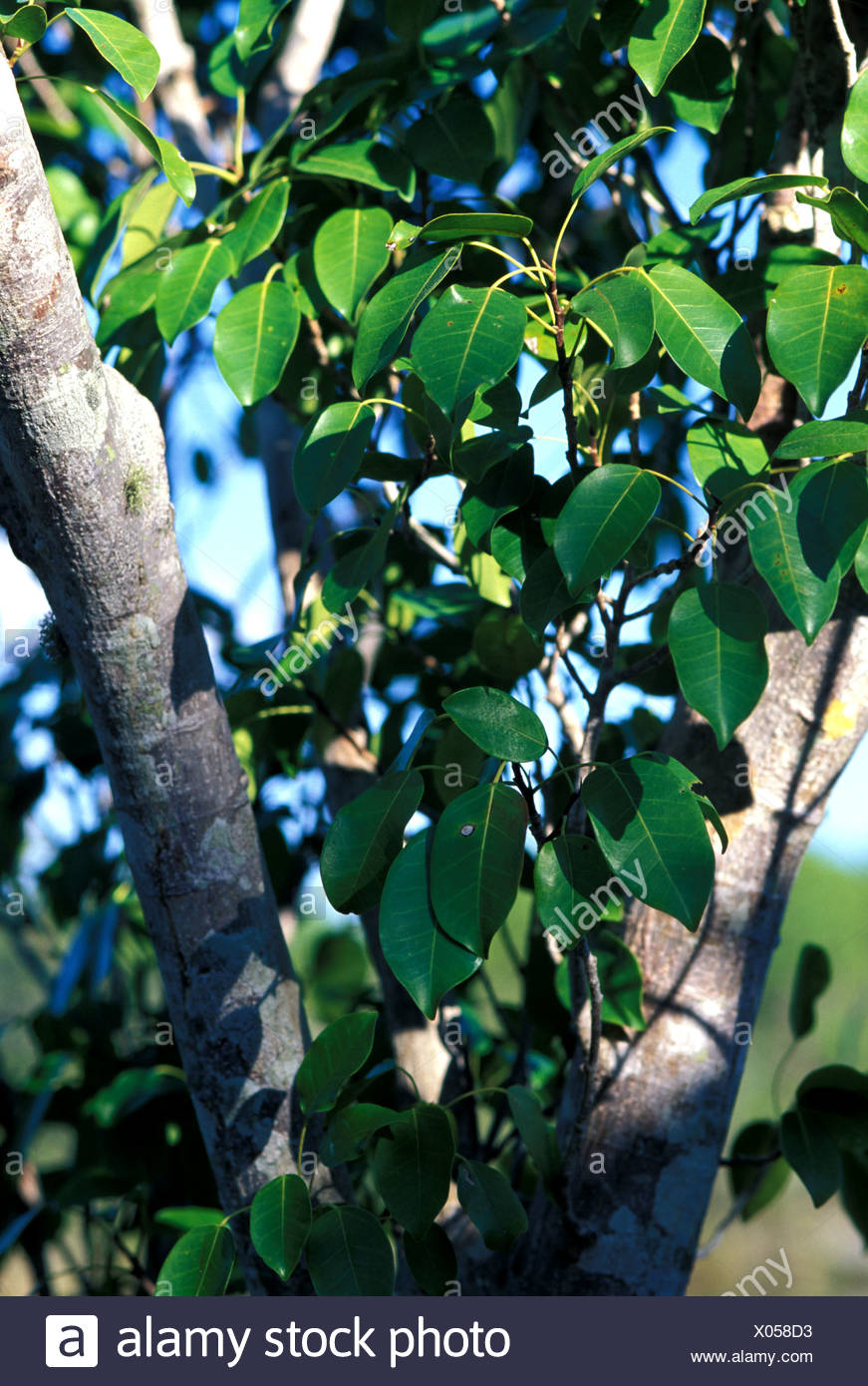 Manchineel Tree Stock Photos & Manchineel Tree Stock Images - Alamy