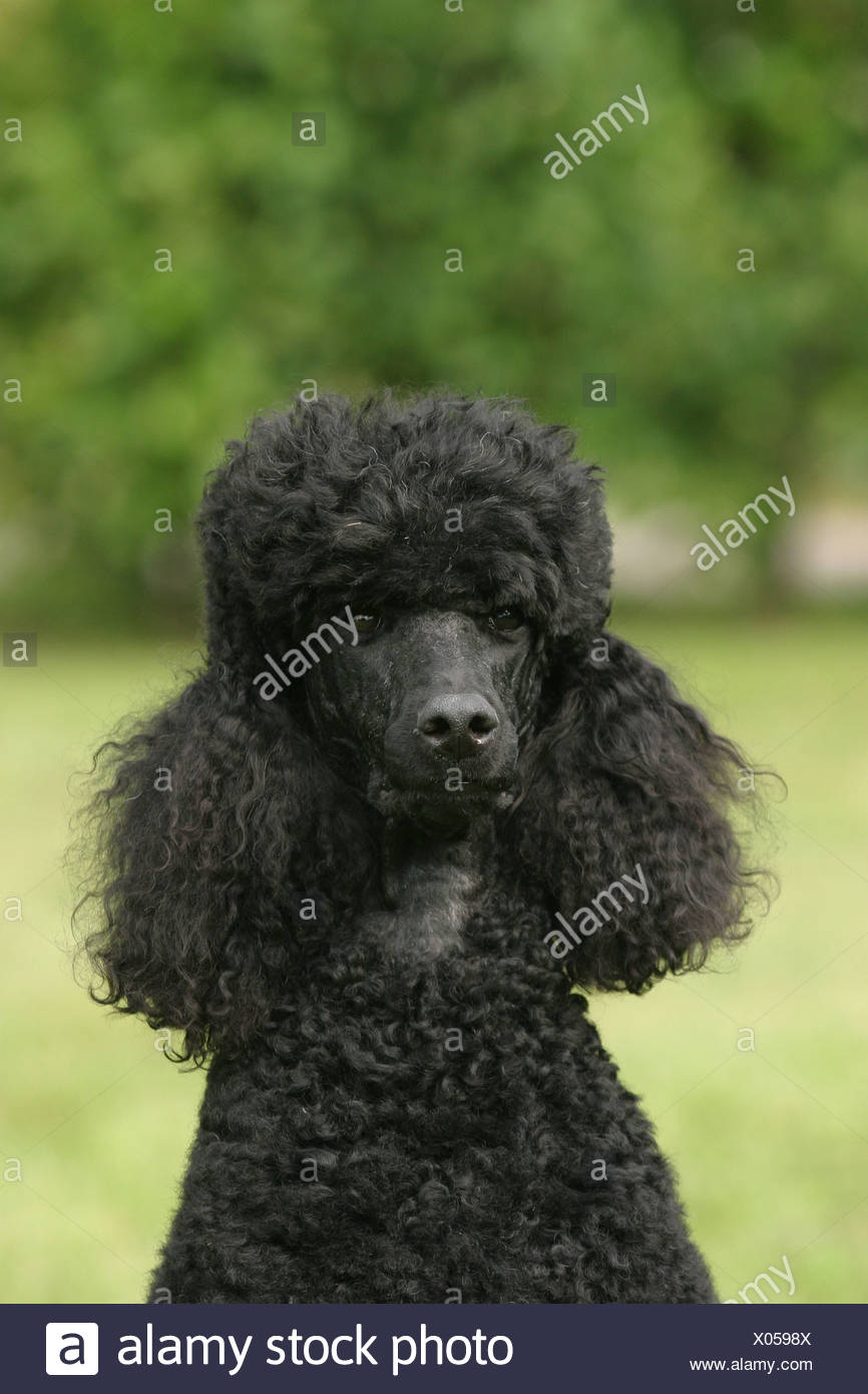 Konigspudel High Resolution Stock Photography and Images - Alamy