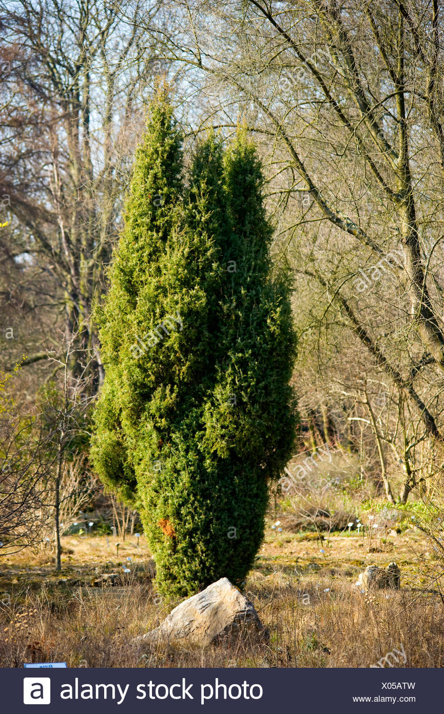 Ground Juniper Juniperus Stock Photos & Ground Juniper Juniperus Stock ...