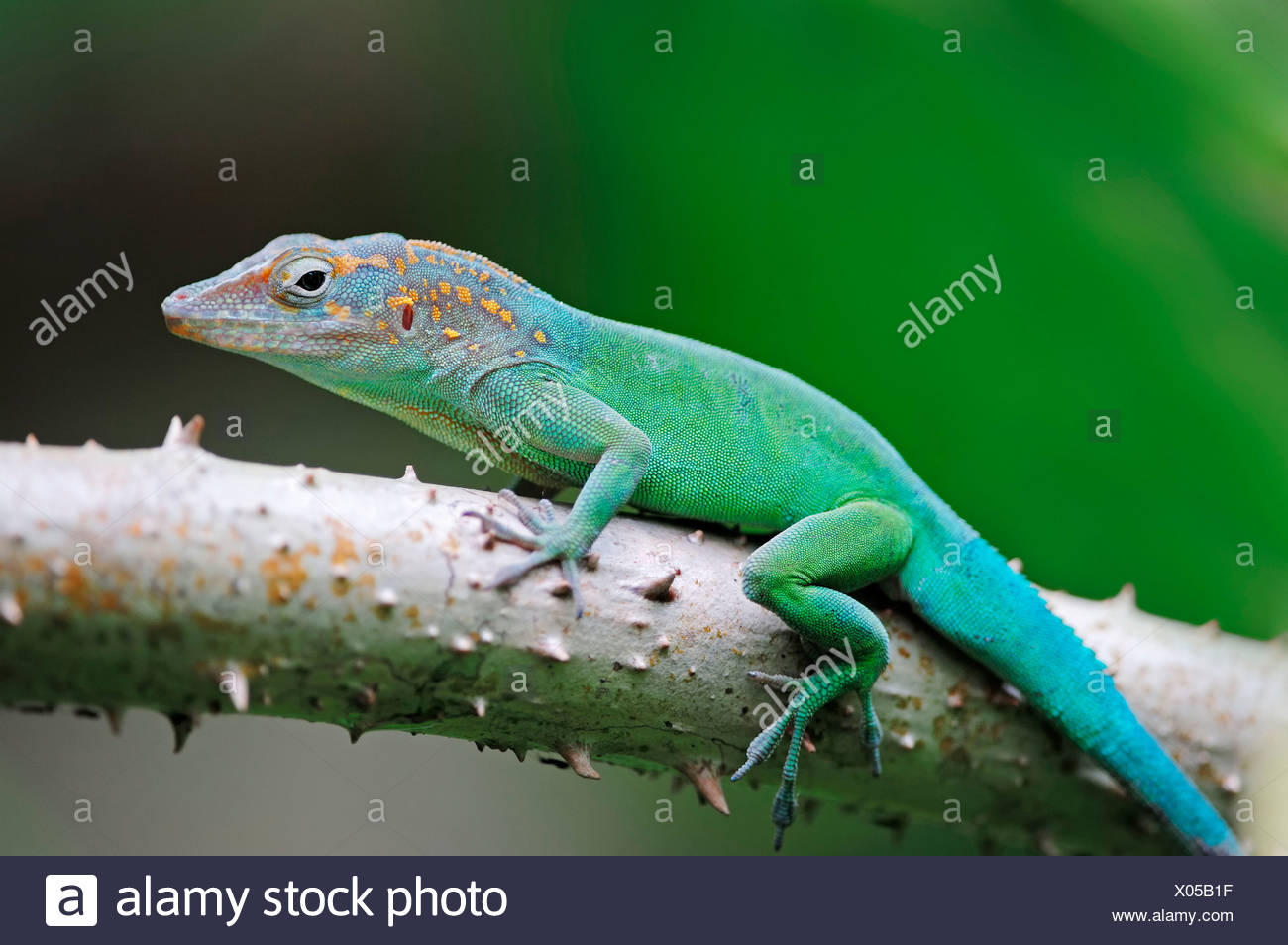 Anolis Marmoratus High Resolution Stock Photography and Images - Alamy