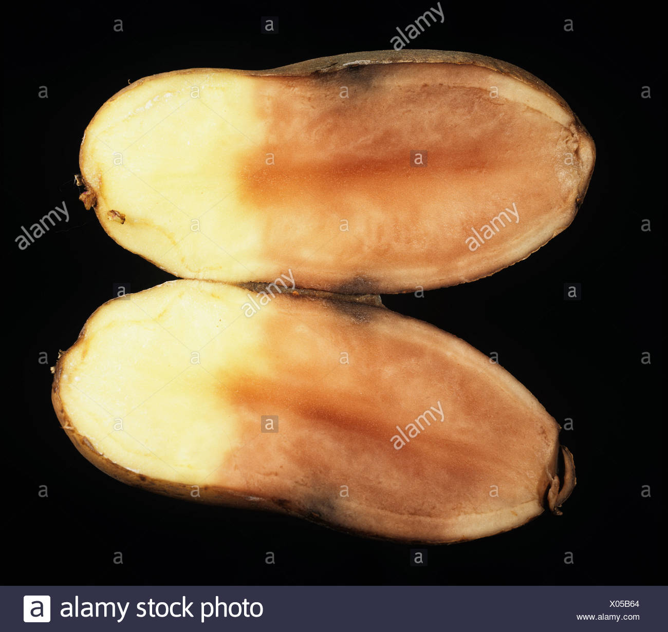 Fungal Potato Disease High Resolution Stock Photography and Images - Alamy