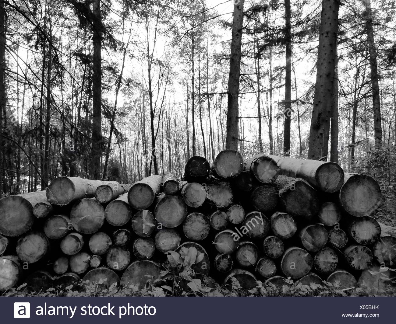 Deforestation Black and White Stock Photos & Images - Alamy