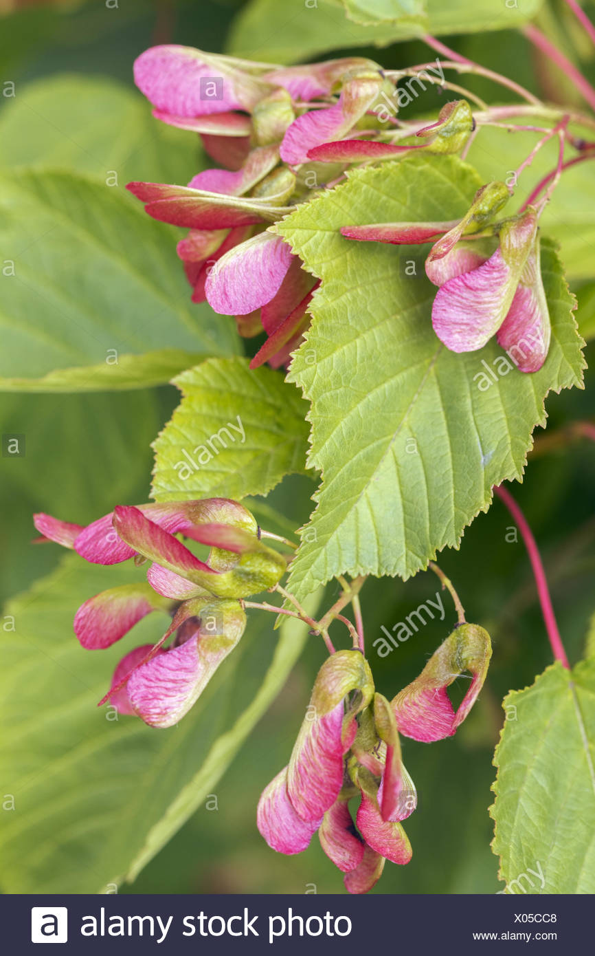 Acer Tataricum High Resolution Stock Photography and Images - Alamy