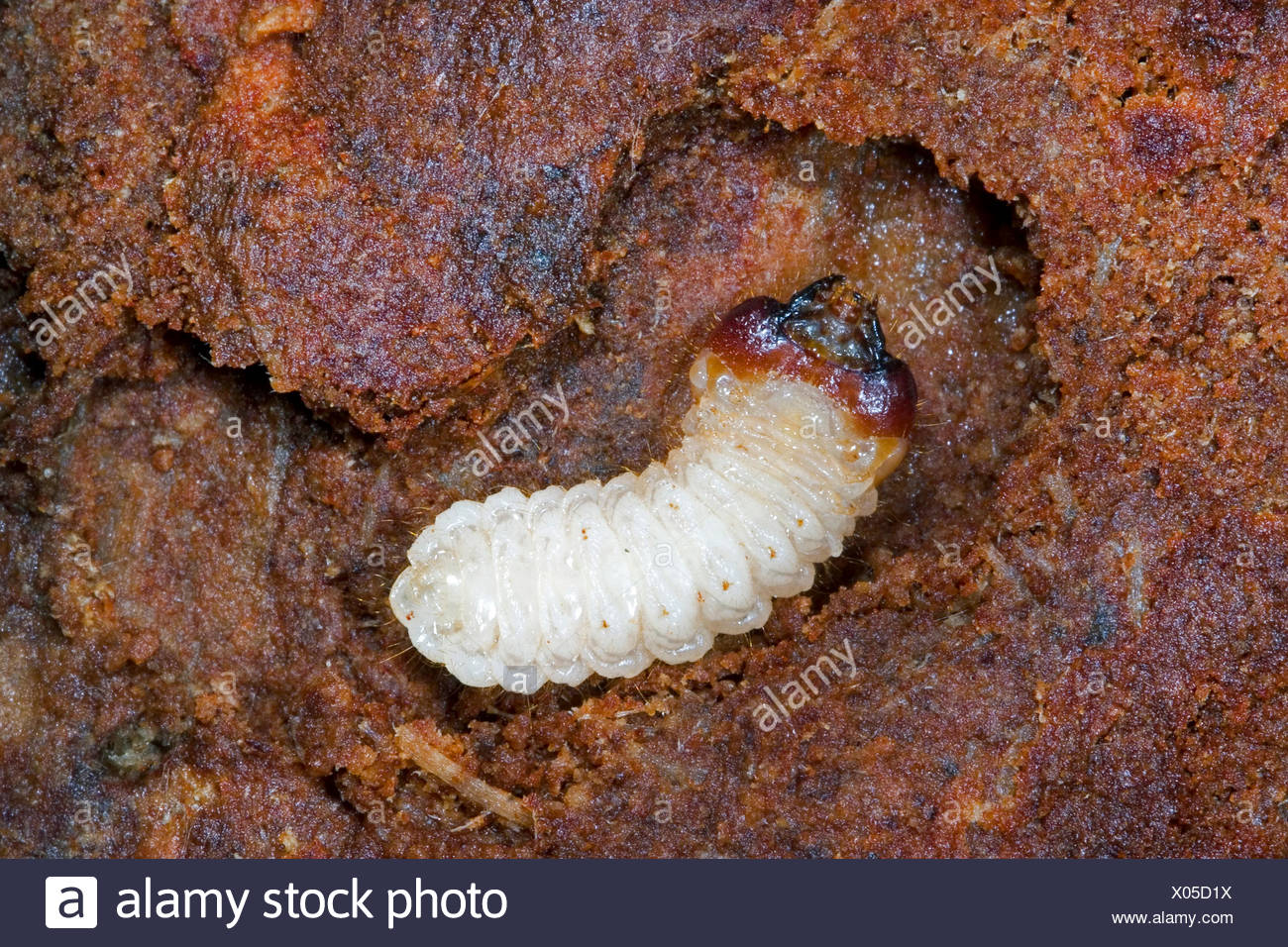 Pine Beetles High Resolution Stock Photography and Images - Alamy