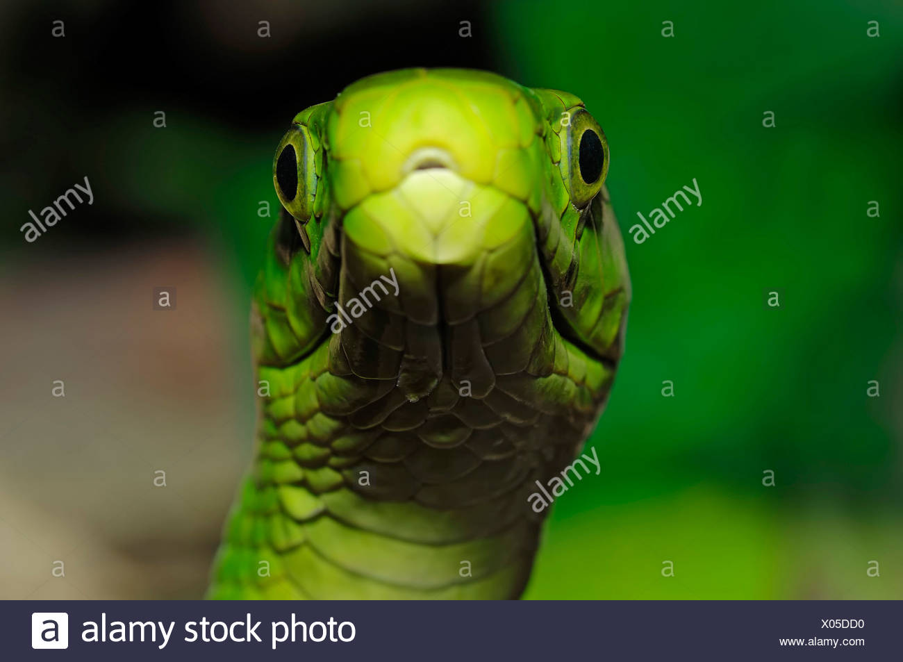 Snakes Snake High Resolution Stock Photography and Images - Alamy