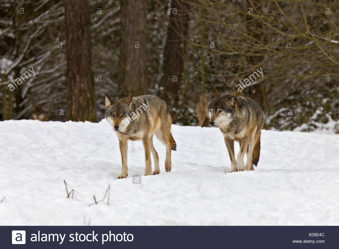 Two Wolves Walking High Resolution Stock Photography and Images - Alamy