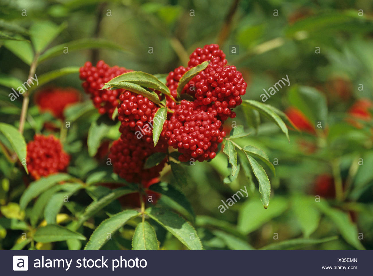 Sambucus Racemosa High Resolution Stock Photography and Images - Alamy