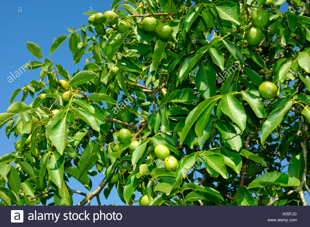 Walnut Tree Stock Photos & Walnut Tree Stock Images - Alamy