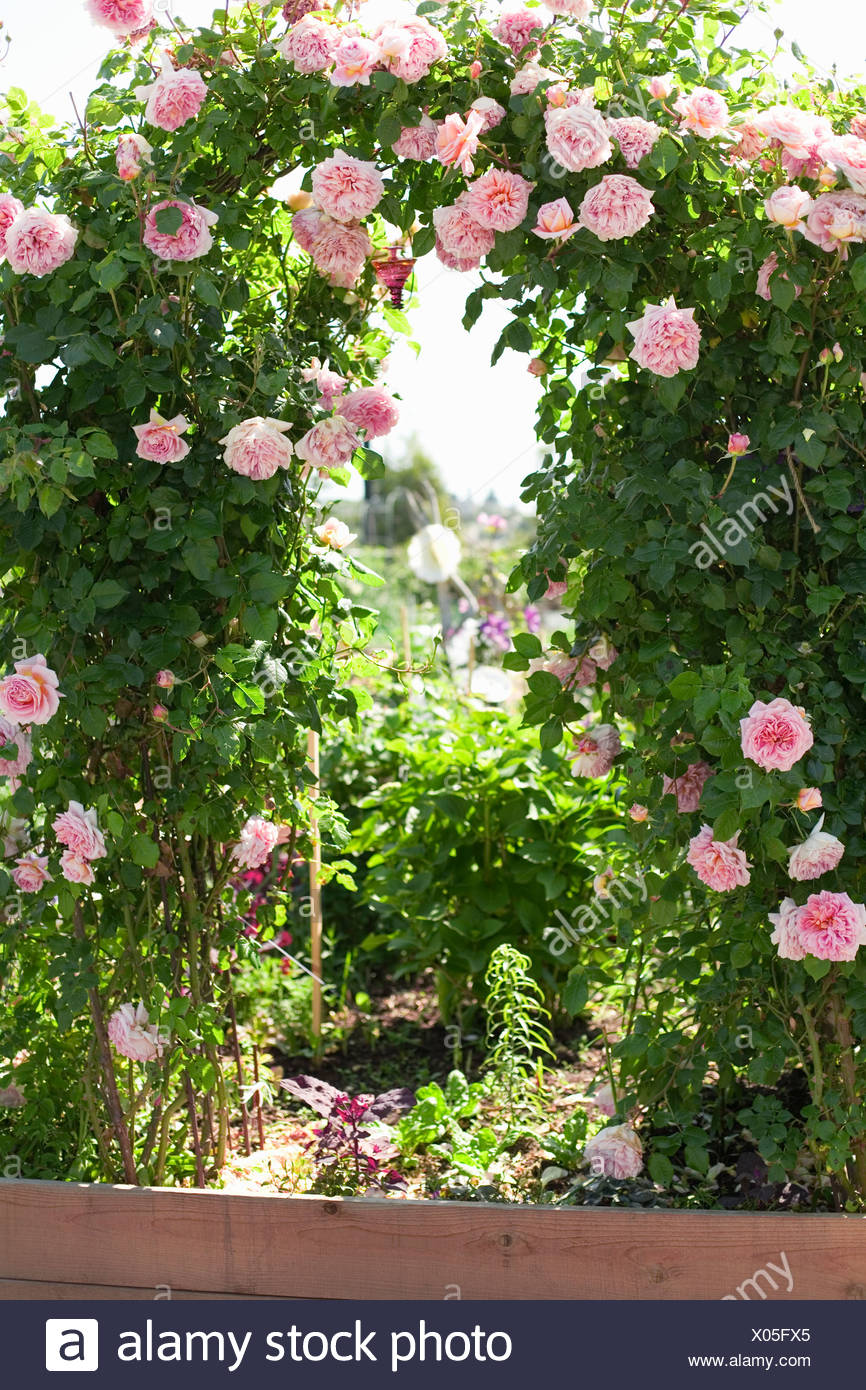 Rose Curve High Resolution Stock Photography and Images - Alamy