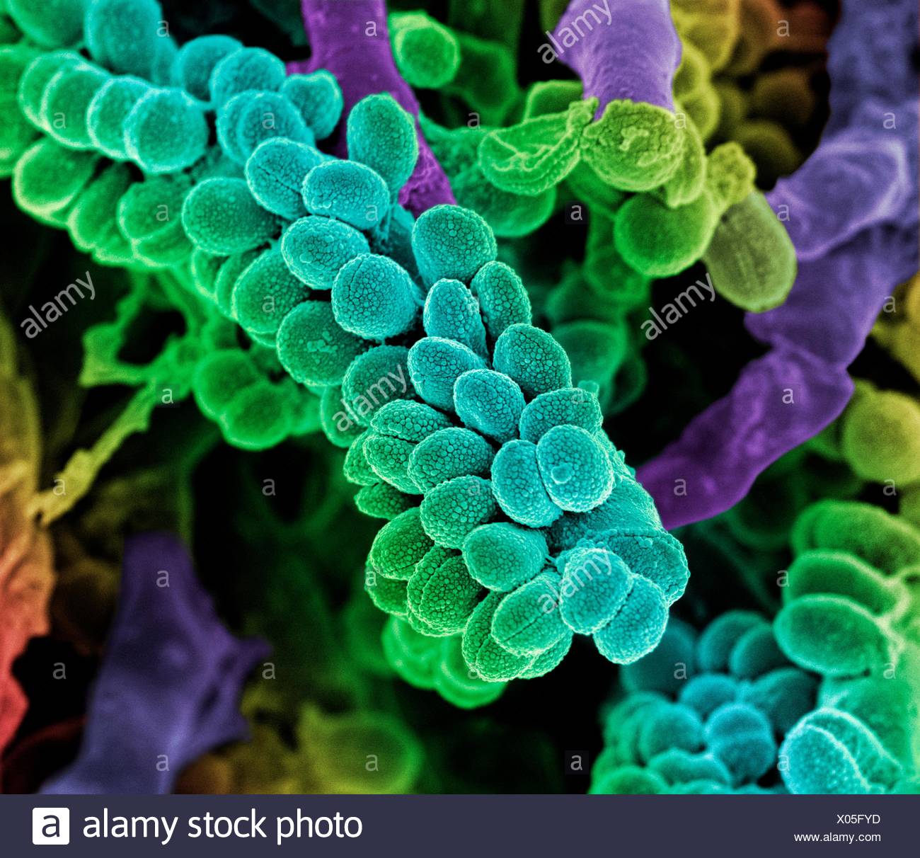 Streptococcus Bacteria High Resolution Stock Photography and Images - Alamy