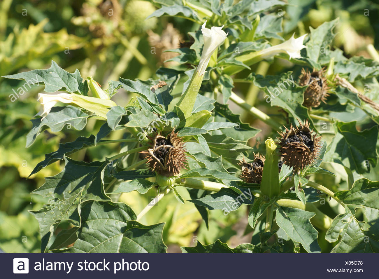 Jimson Weed High Resolution Stock Photography and Images - Alamy