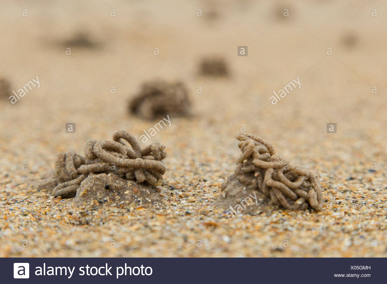 Lugworm Sandworm Stock Photos & Lugworm Sandworm Stock Images - Alamy