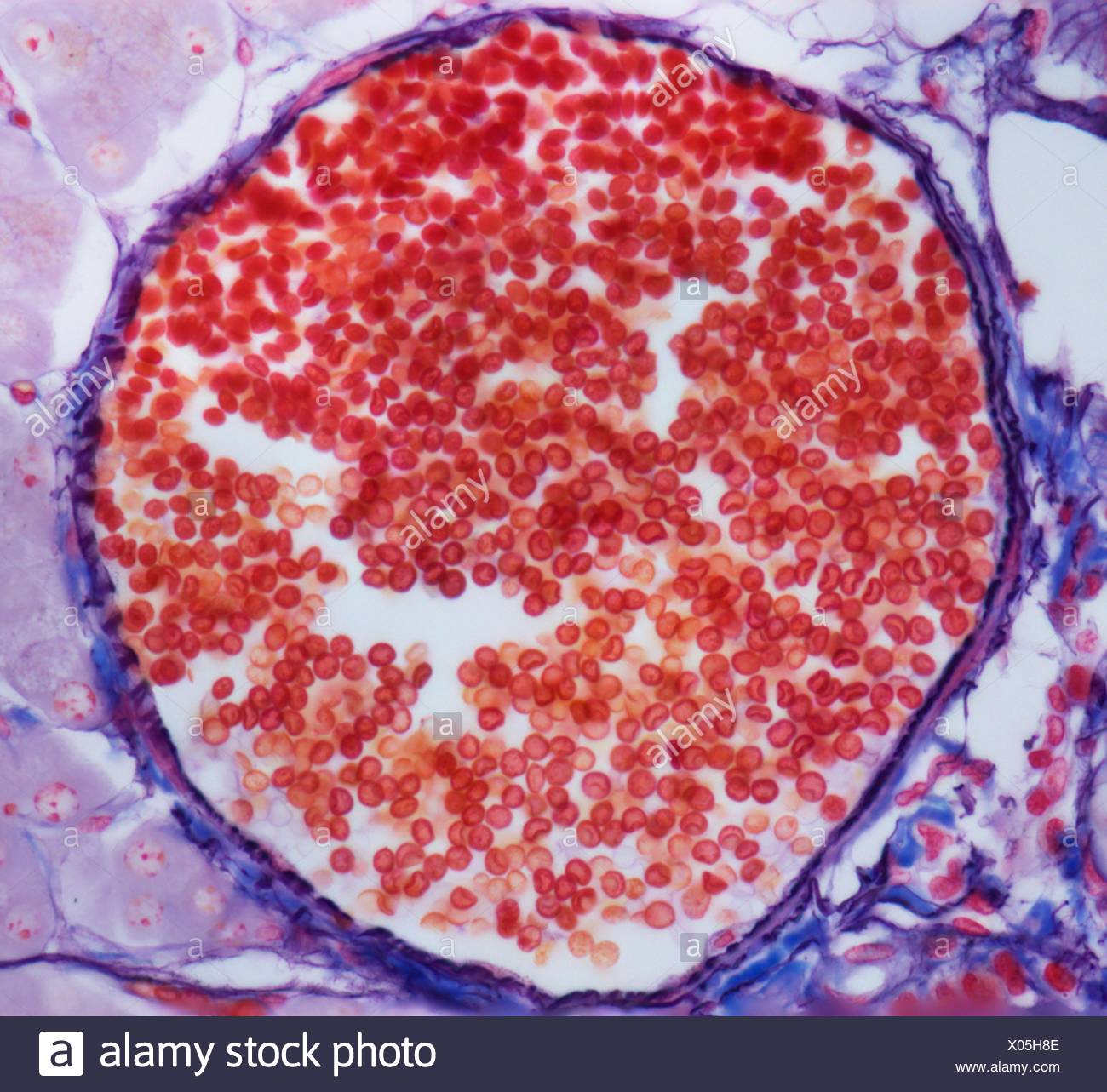 Venule High Resolution Stock Photography and Images - Alamy