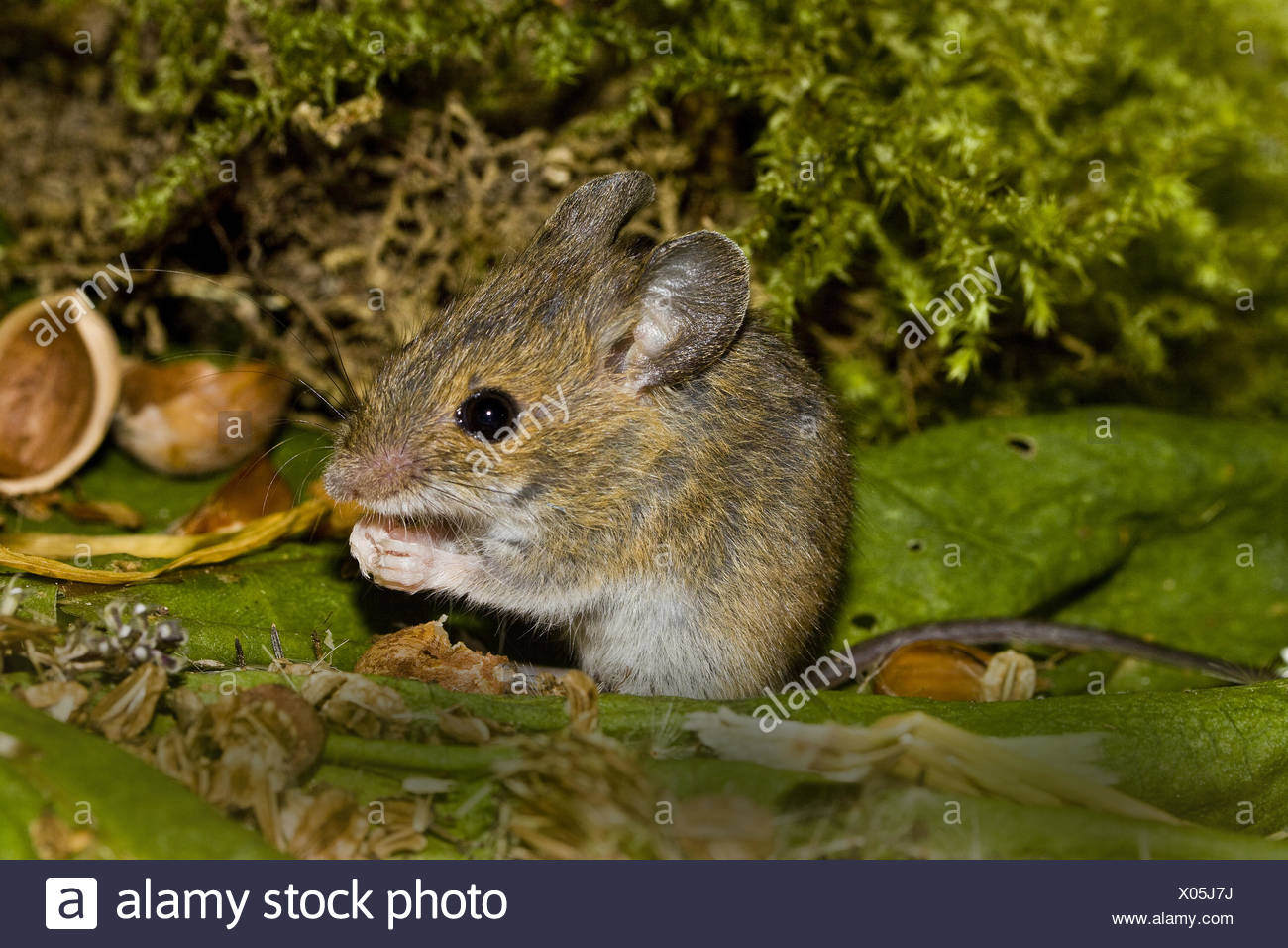 Young Mice High Resolution Stock Photography and Images - Alamy