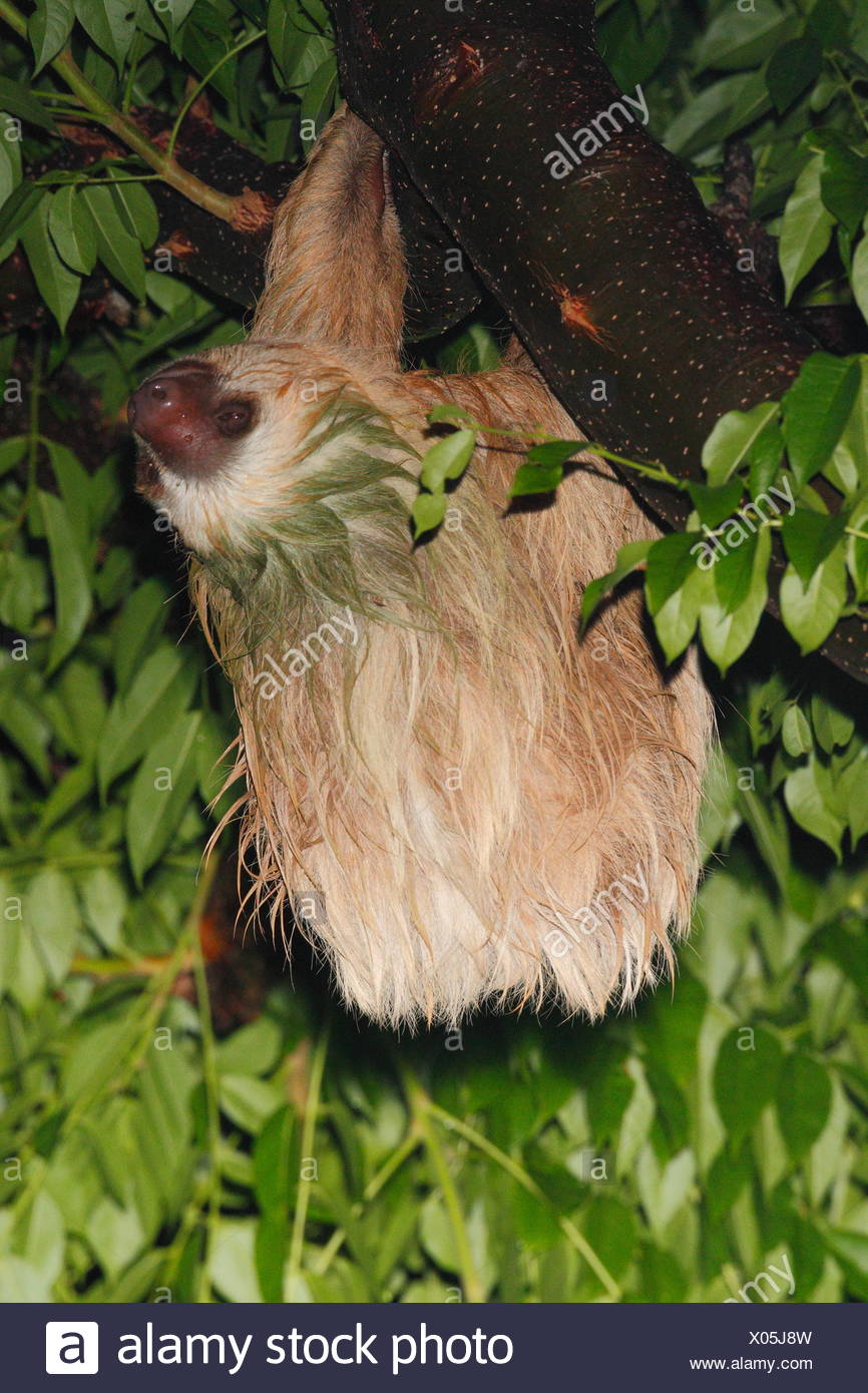 Two Toed Sloths Costa Rica High Resolution Stock Photography and Images ...