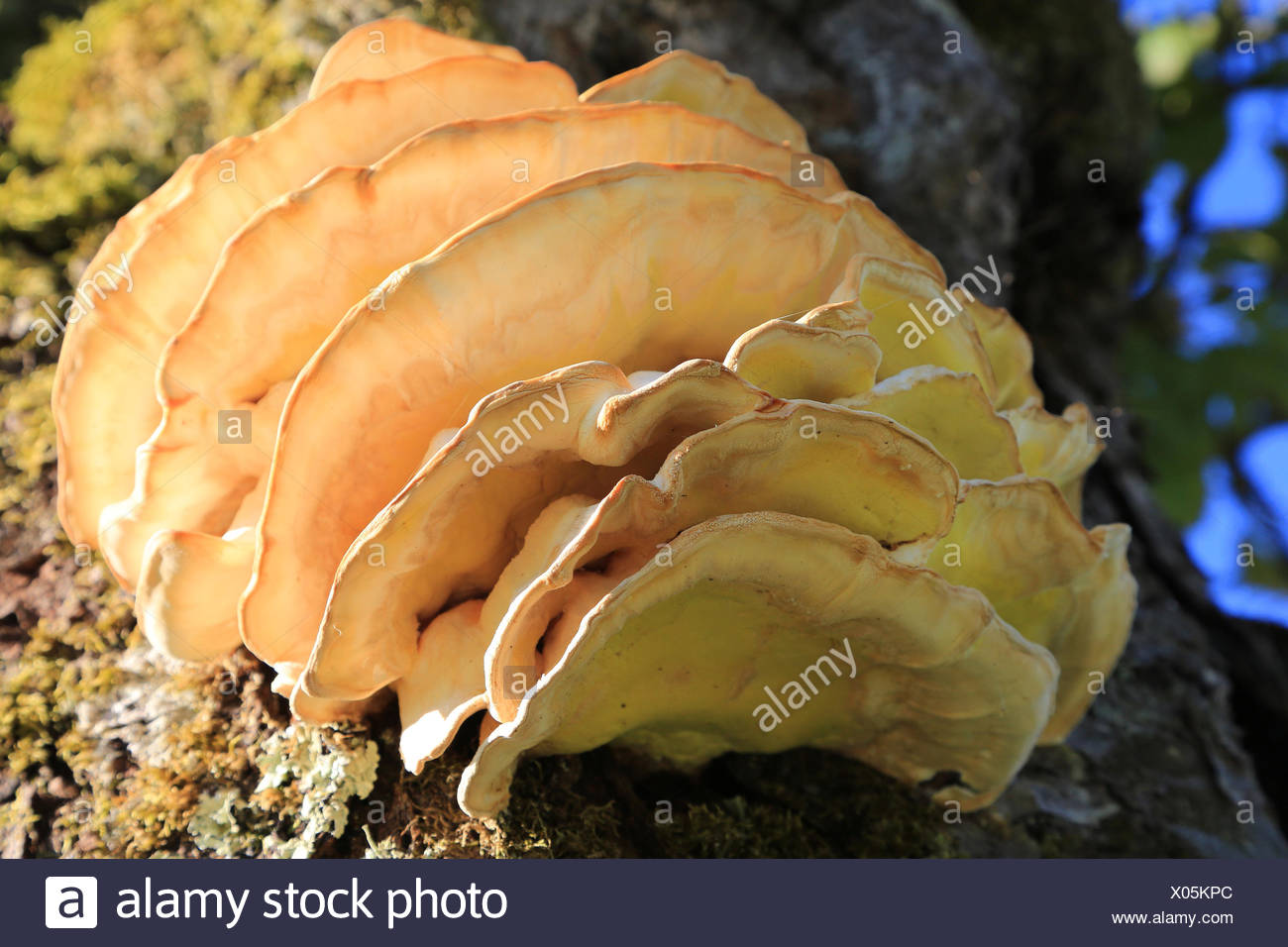 Orange Polypore Stock Photos & Orange Polypore Stock Images - Alamy