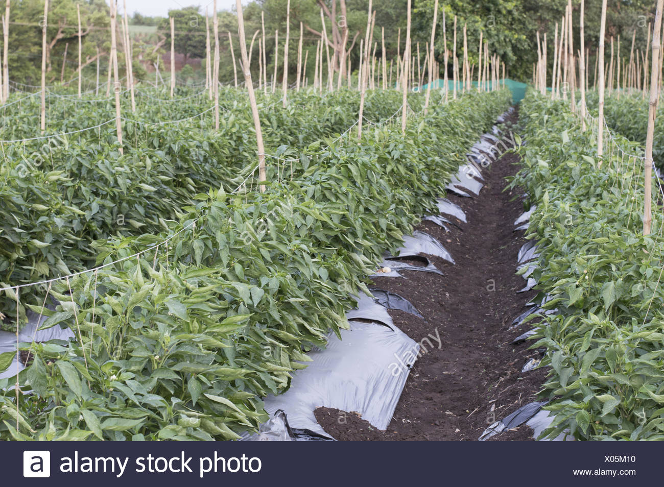 Capsicum Annuum India High Resolution Stock Photography and Images - Alamy