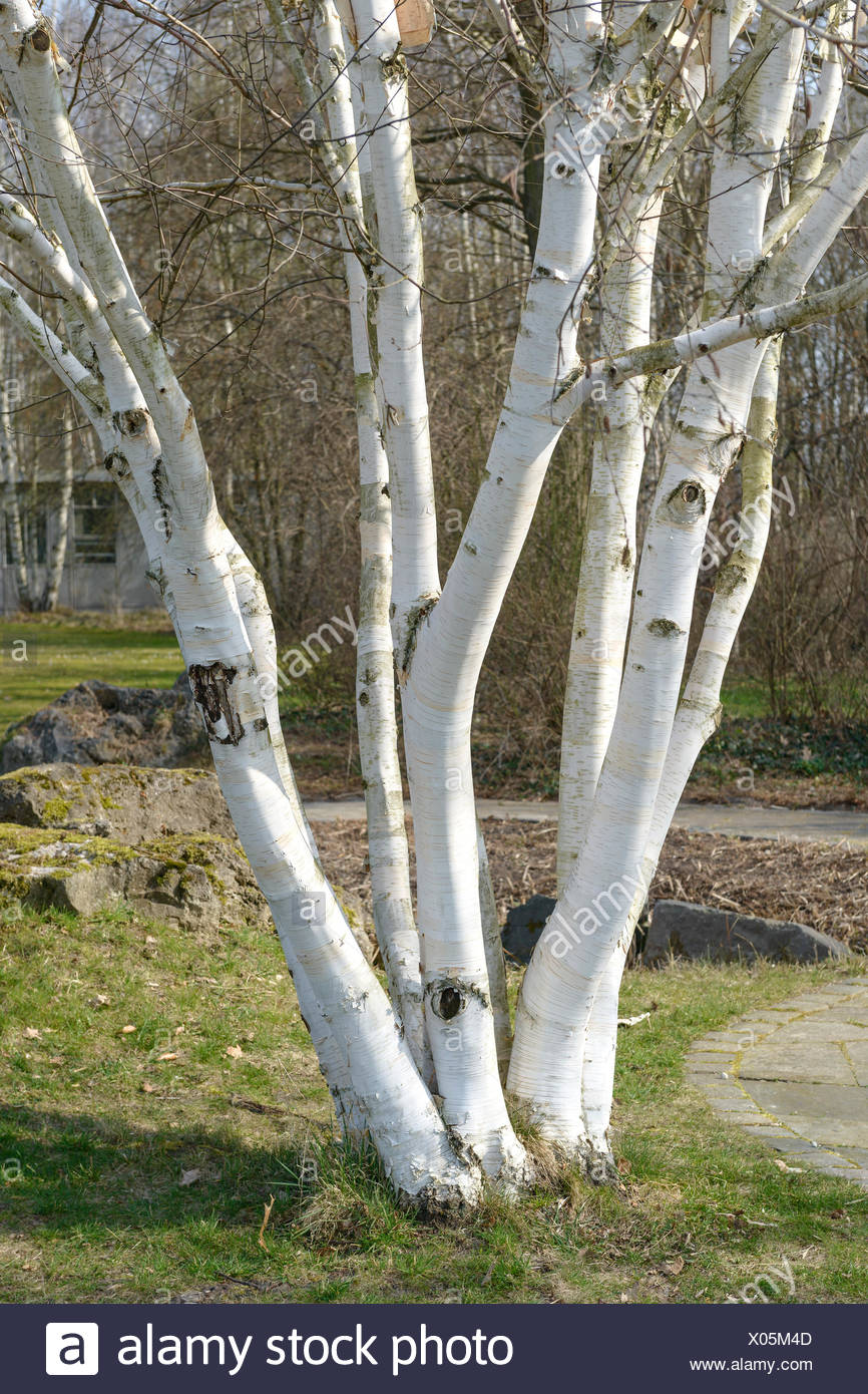 Betula Utilis Jacquemontii Doorenbos High Resolution Stock Photography ...