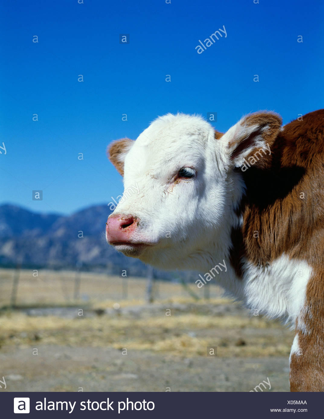 Crossbreed Beef Cattle High Resolution Stock Photography and Images - Alamy