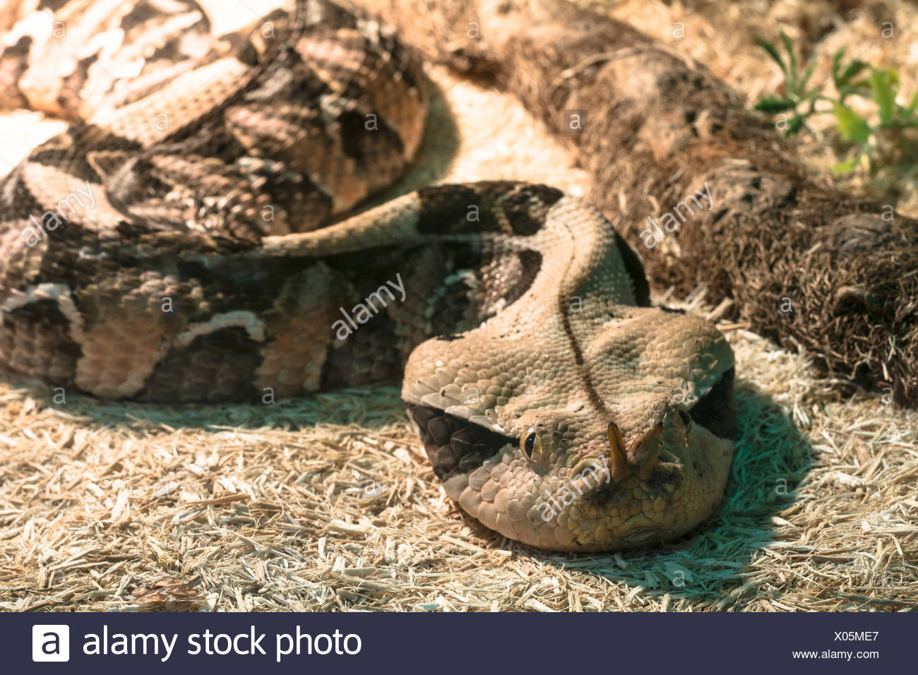 Gaboon Viper Fang High Resolution Stock Photography and Images - Alamy