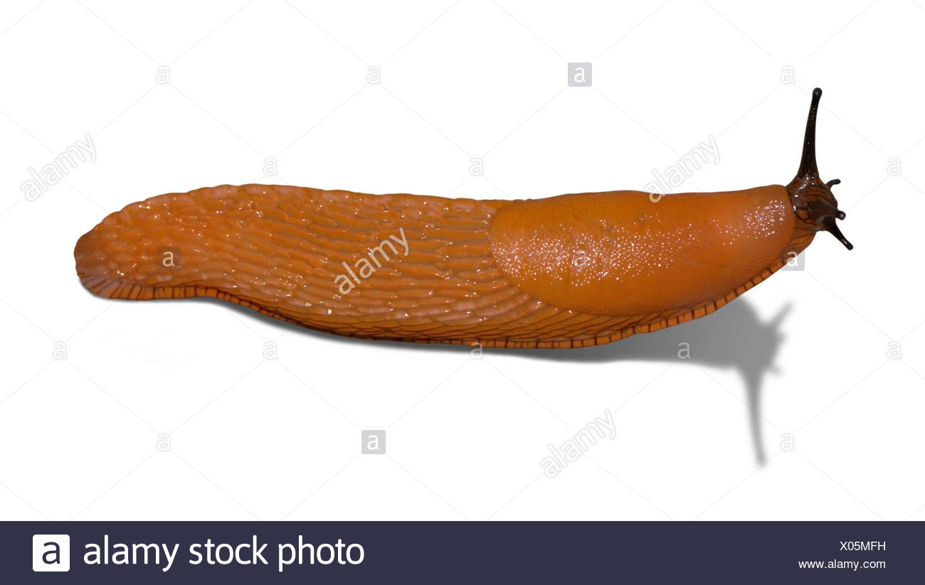 Orange Slug High Resolution Stock Photography and Images - Alamy