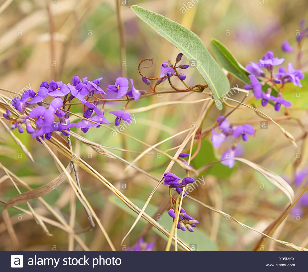 Australian Native Vine High Resolution Stock Photography and Images - Alamy