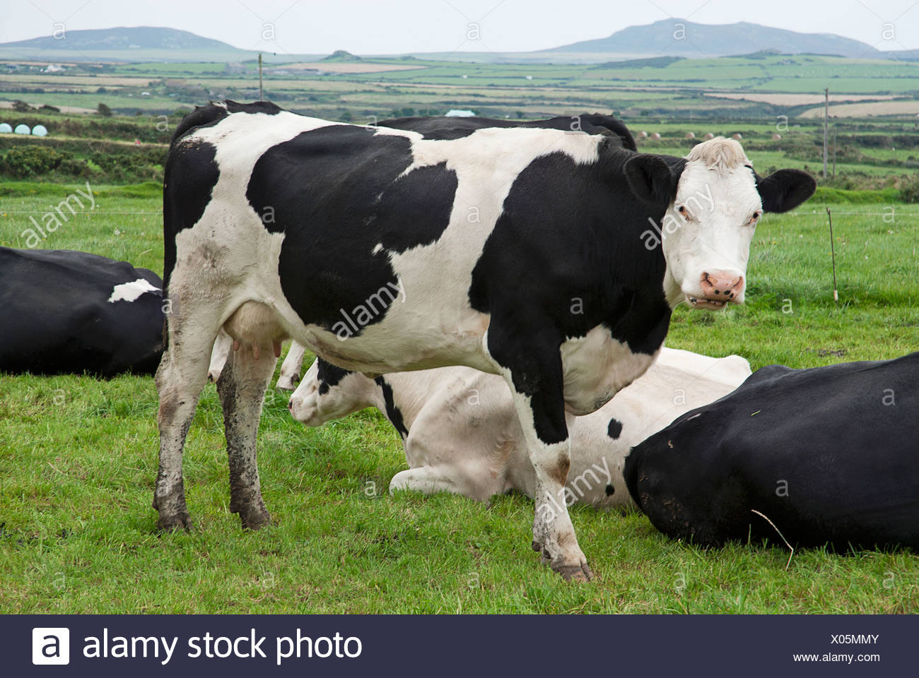 Cows Sitting Down Stock Photos & Cows Sitting Down Stock Images - Alamy