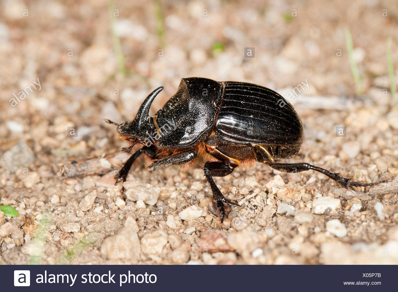 Horned Dung Beetle Stock Photos & Horned Dung Beetle Stock Images - Alamy