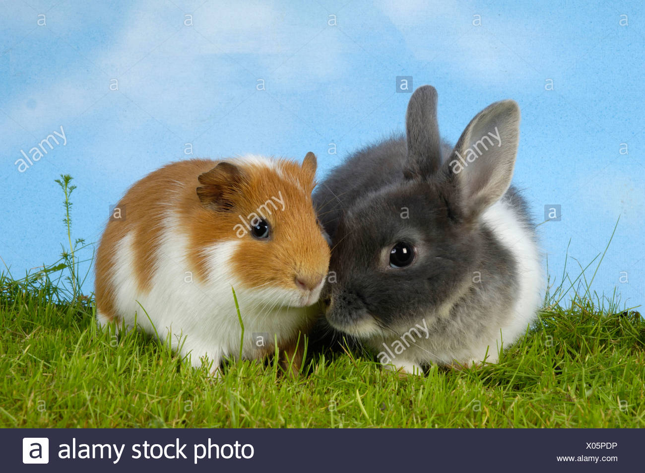 Two Dwarf Rabbits Guinea Pig High Resolution Stock Photography and ...