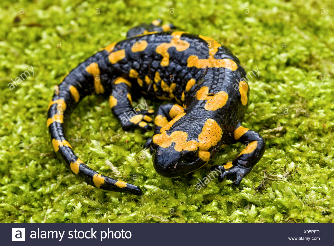 Caudata Urodela High Resolution Stock Photography and Images - Alamy