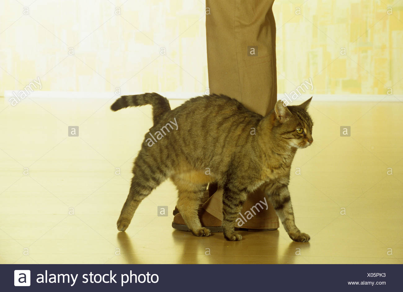 Cat Rubbing Stock Photos & Cat Rubbing Stock Images - Alamy