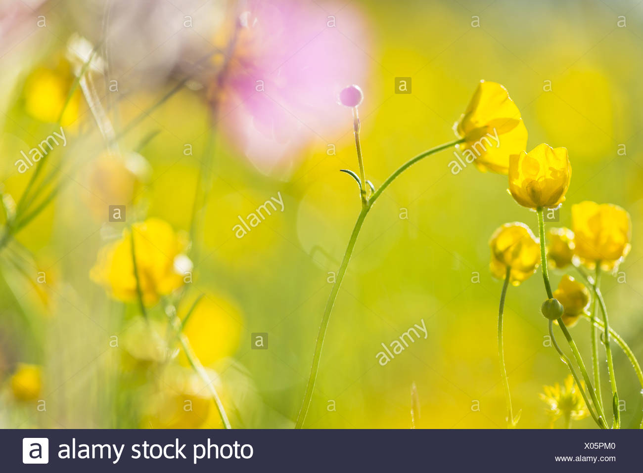 Creeping Buttercup High Resolution Stock Photography and Images - Alamy
