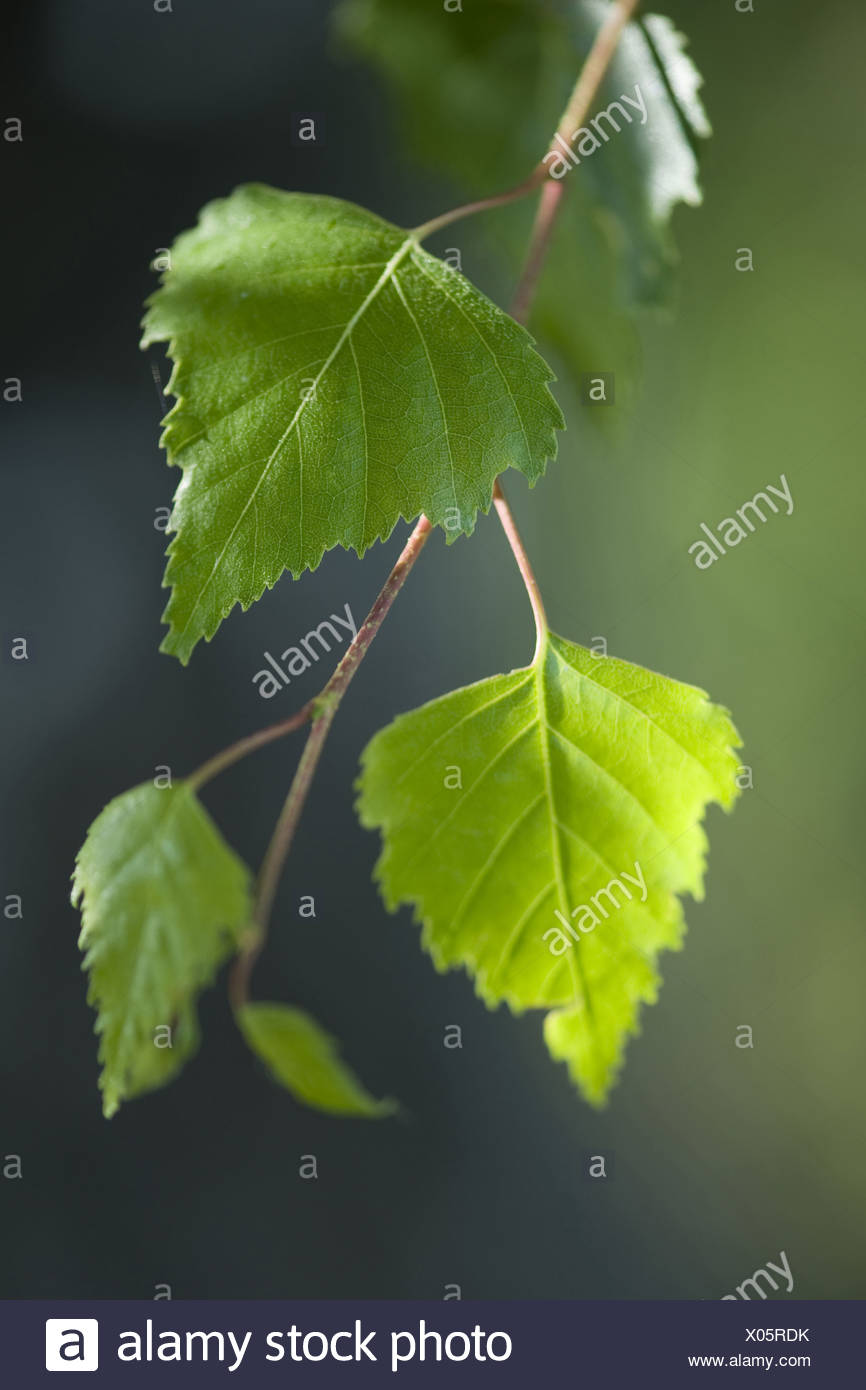 Betula Pendula Leaves Leaf High Resolution Stock Photography and Images ...