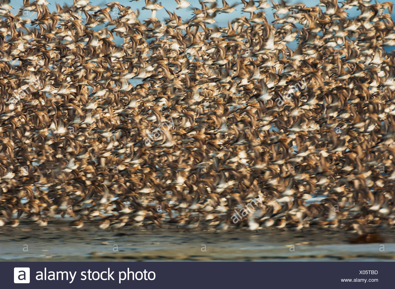 Cordova Shorebird Festival High Resolution Stock Photography and Images ...