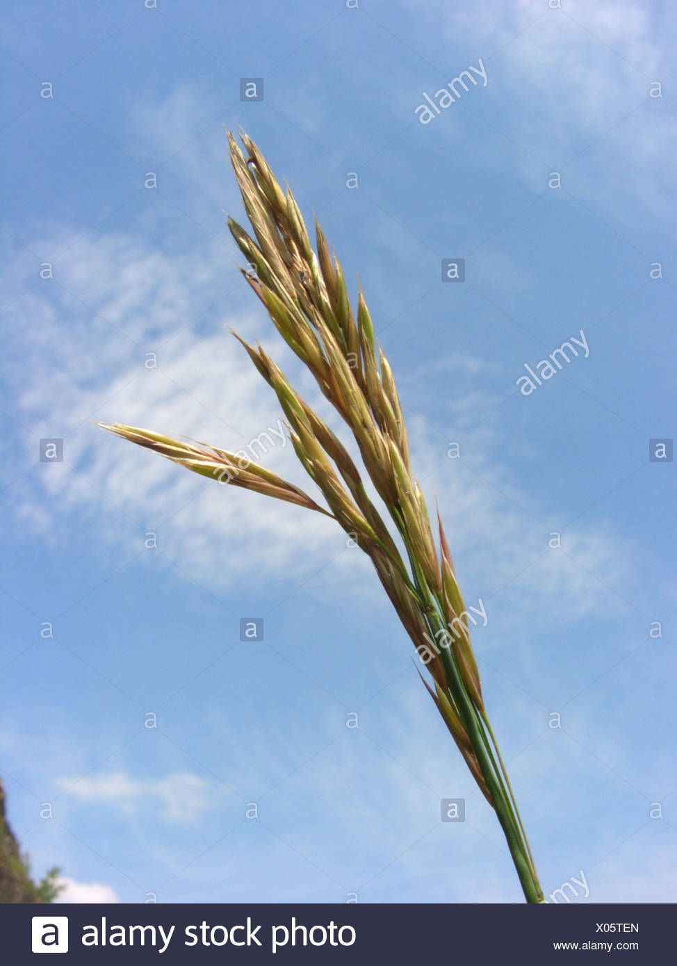 Upright Panicles High Resolution Stock Photography and Images - Alamy