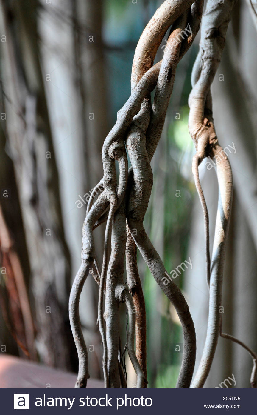 Air Roots High Resolution Stock Photography and Images - Alamy