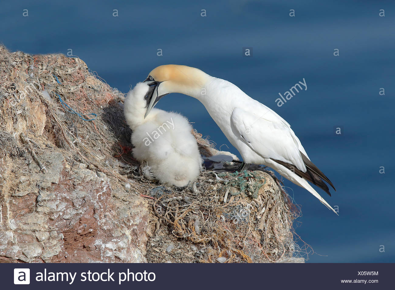 Regurgitated High Resolution Stock Photography and Images - Alamy