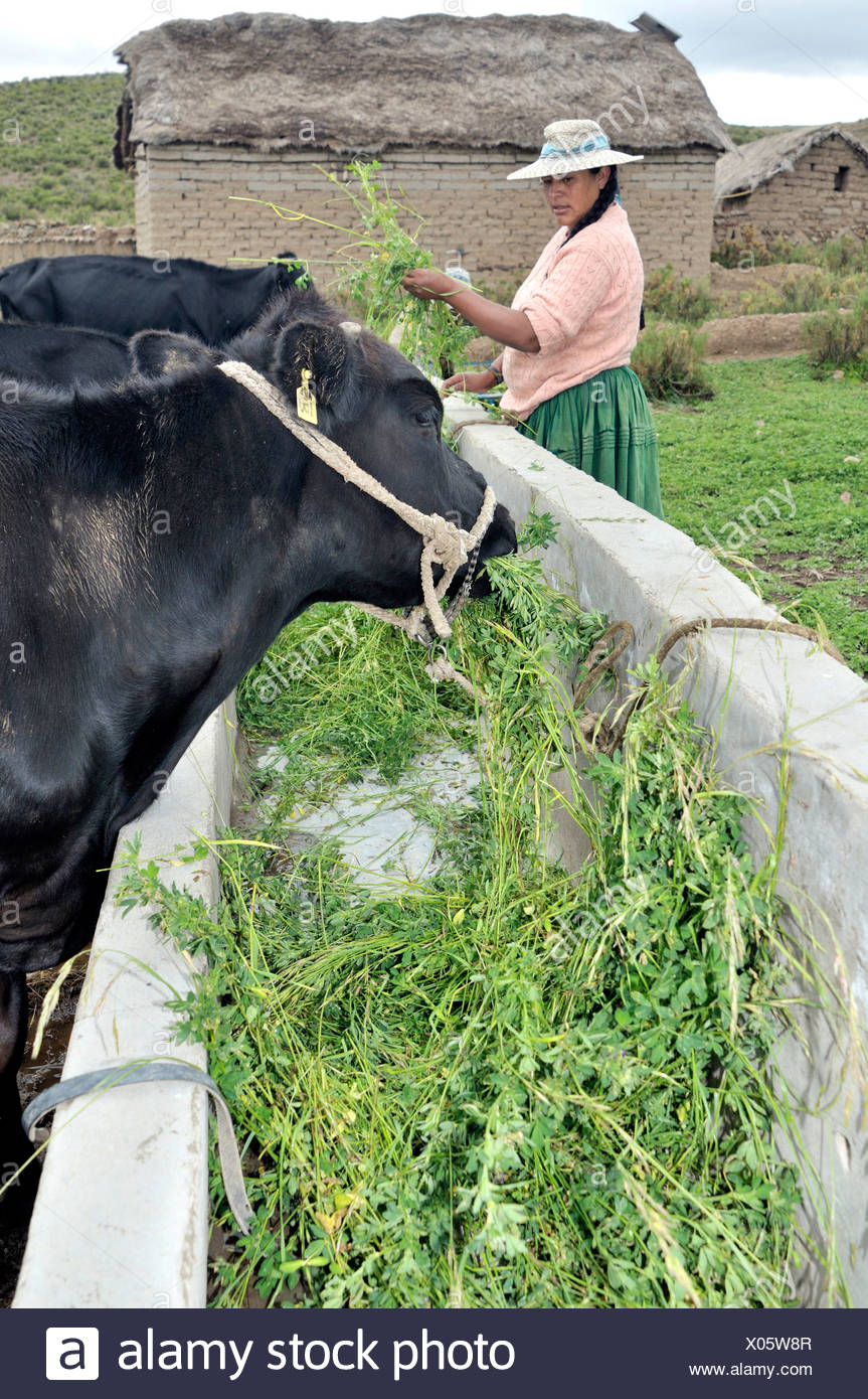 Native Cows High Resolution Stock Photography and Images - Alamy
