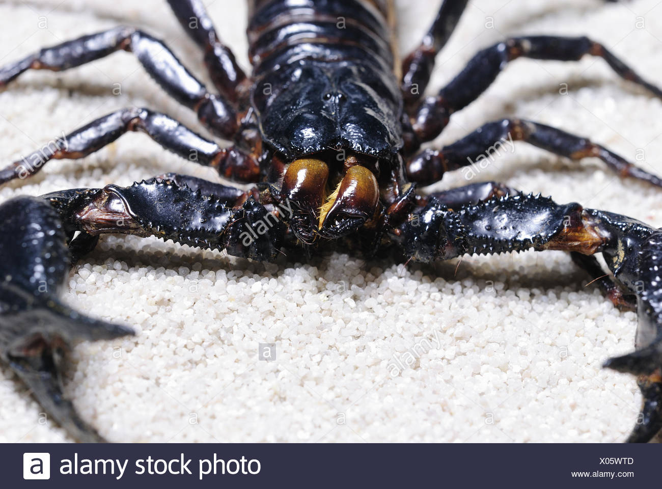 Skorpione Stock Photos & Skorpione Stock Images - Alamy