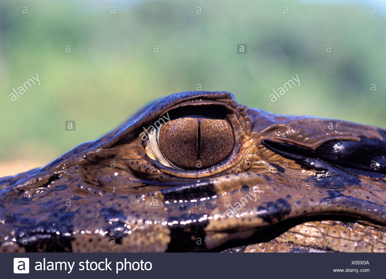 Tambopata Candamo Nature Reserve High Resolution Stock Photography and ...