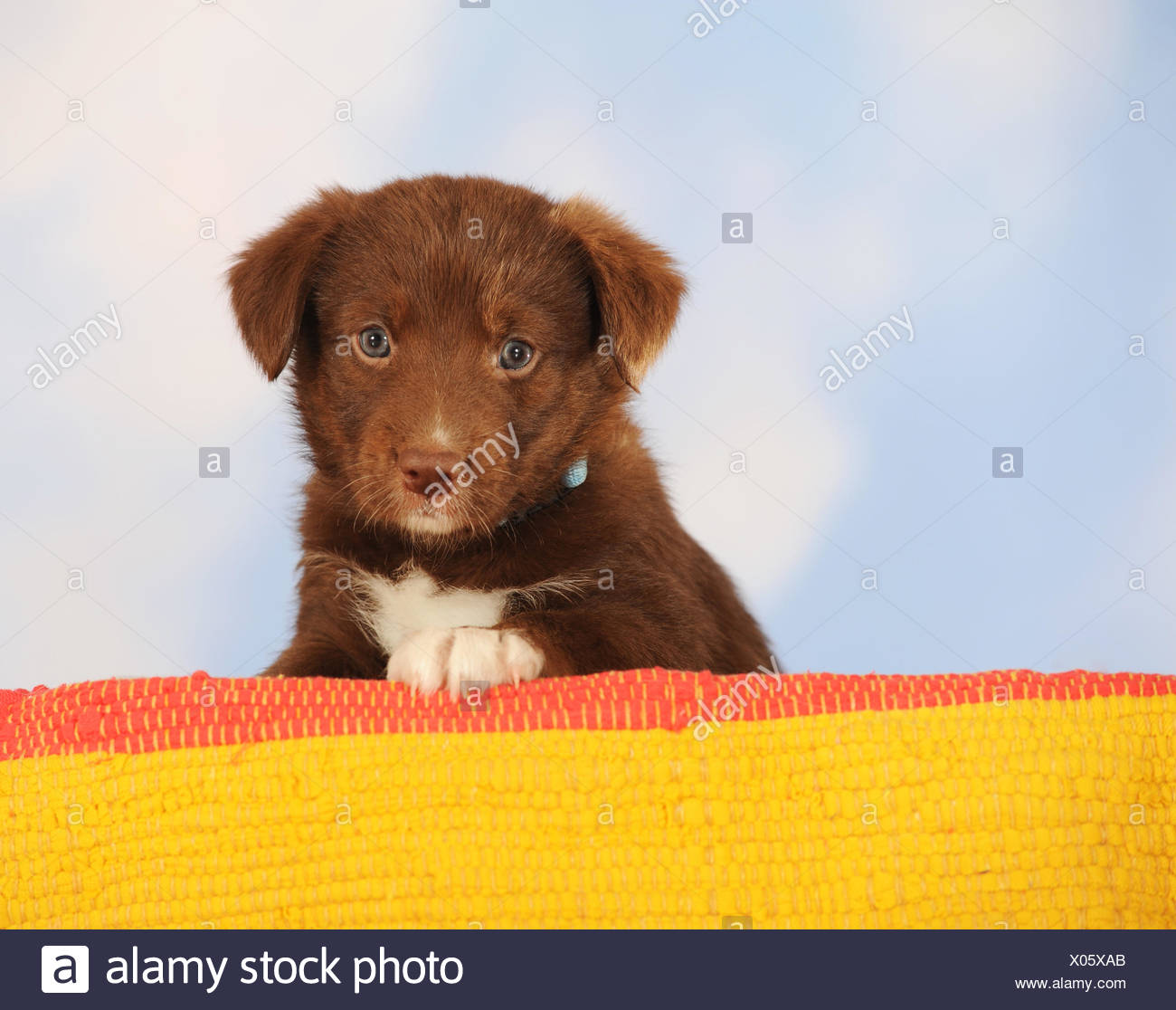 Chocolate Border Collie Stock Photos & Chocolate Border Collie Stock ...
