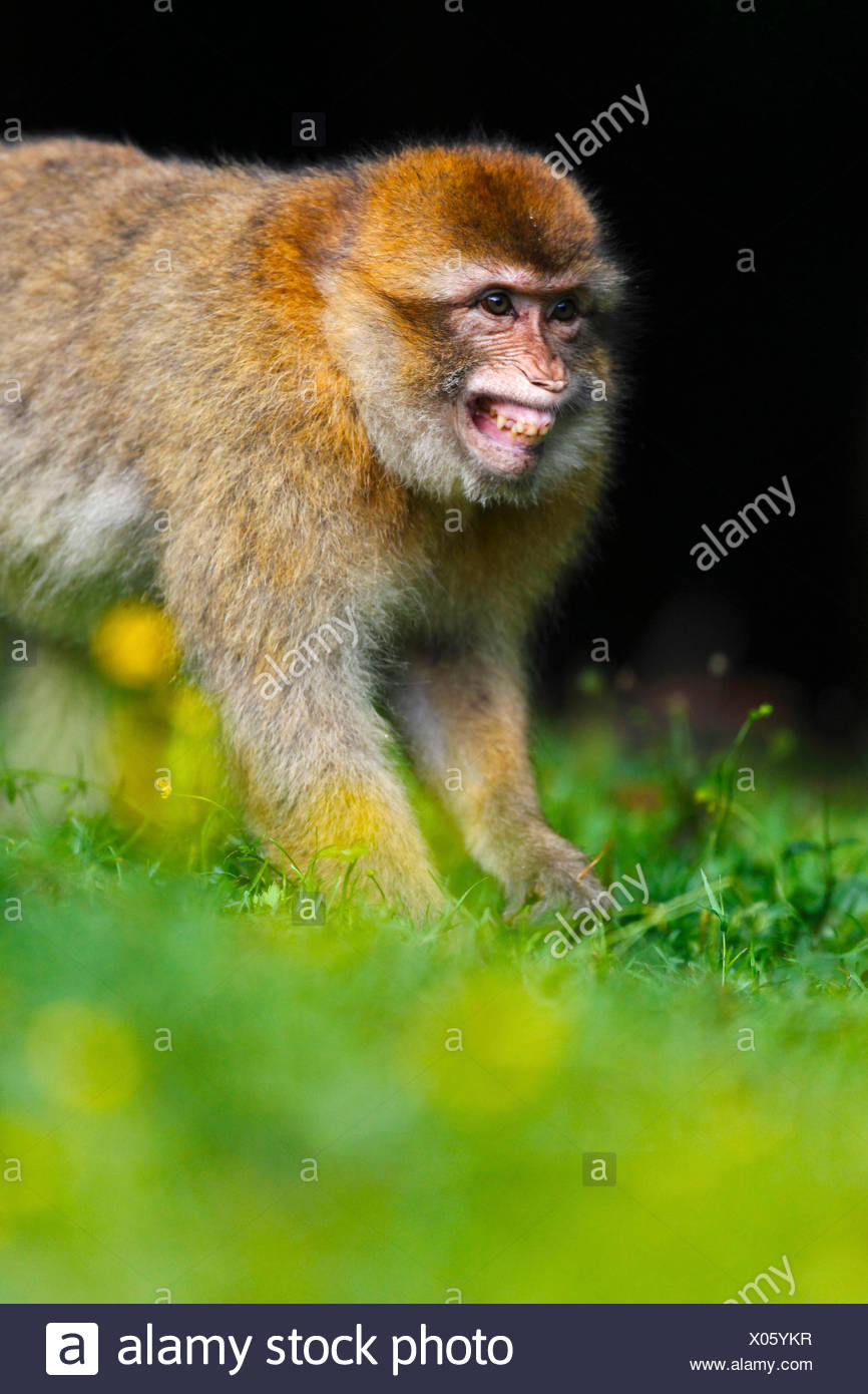 Monkey Aggressive Behaviour High Resolution Stock Photography and ...