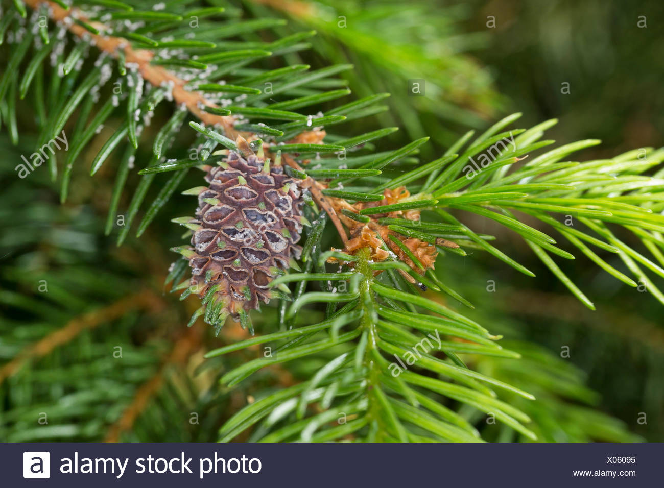 Red Larch Gall Adelgid High Resolution Stock Photography and Images - Alamy