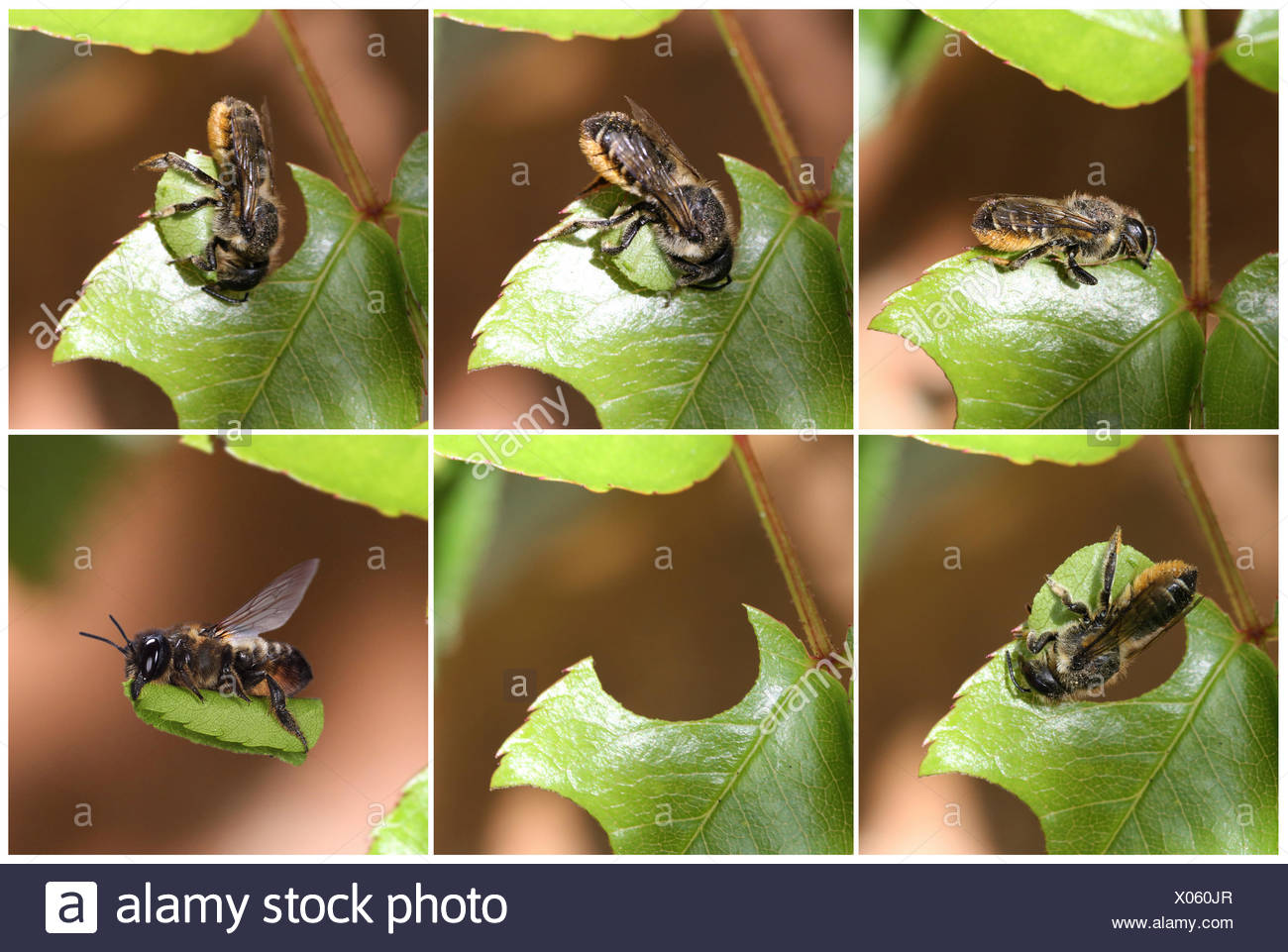 Leaf Cutter Bees Stock Photos & Leaf Cutter Bees Stock Images - Alamy