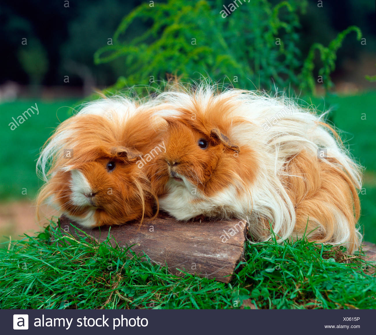 Angora Guinea Pig Stock Photos & Angora Guinea Pig Stock Images - Alamy